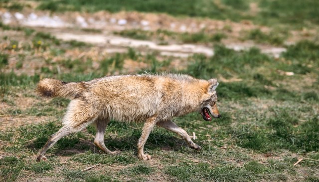 Researchers make concerning discovery after surge in wild animal ...