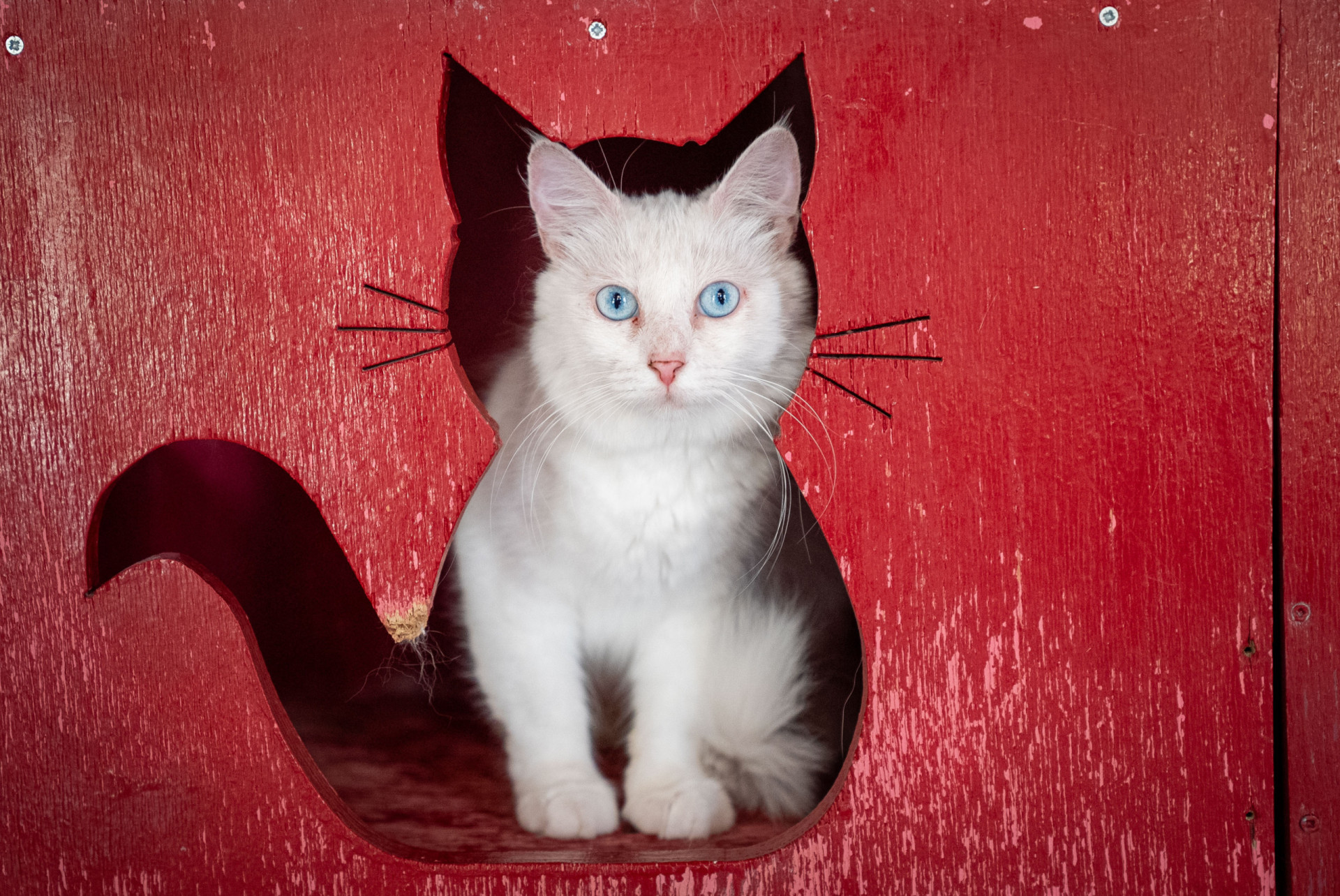The psychology of cuteness: Why we're drawn to the adorable