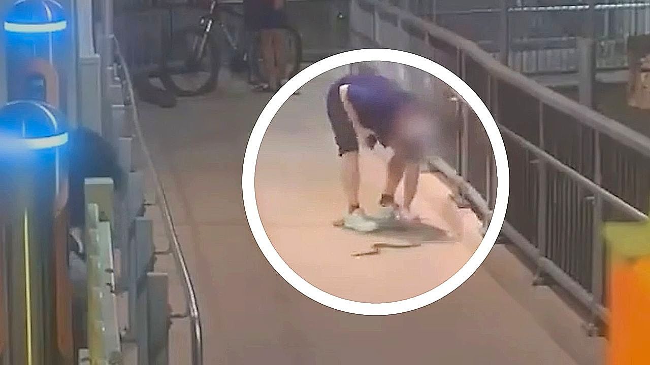 Passerby removes highly venomous snake from busy Sydney train station