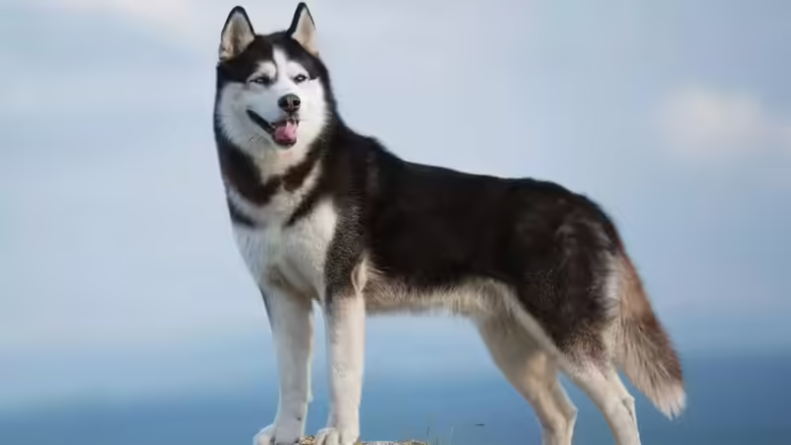 4 demanding dog breeds that need expert handling