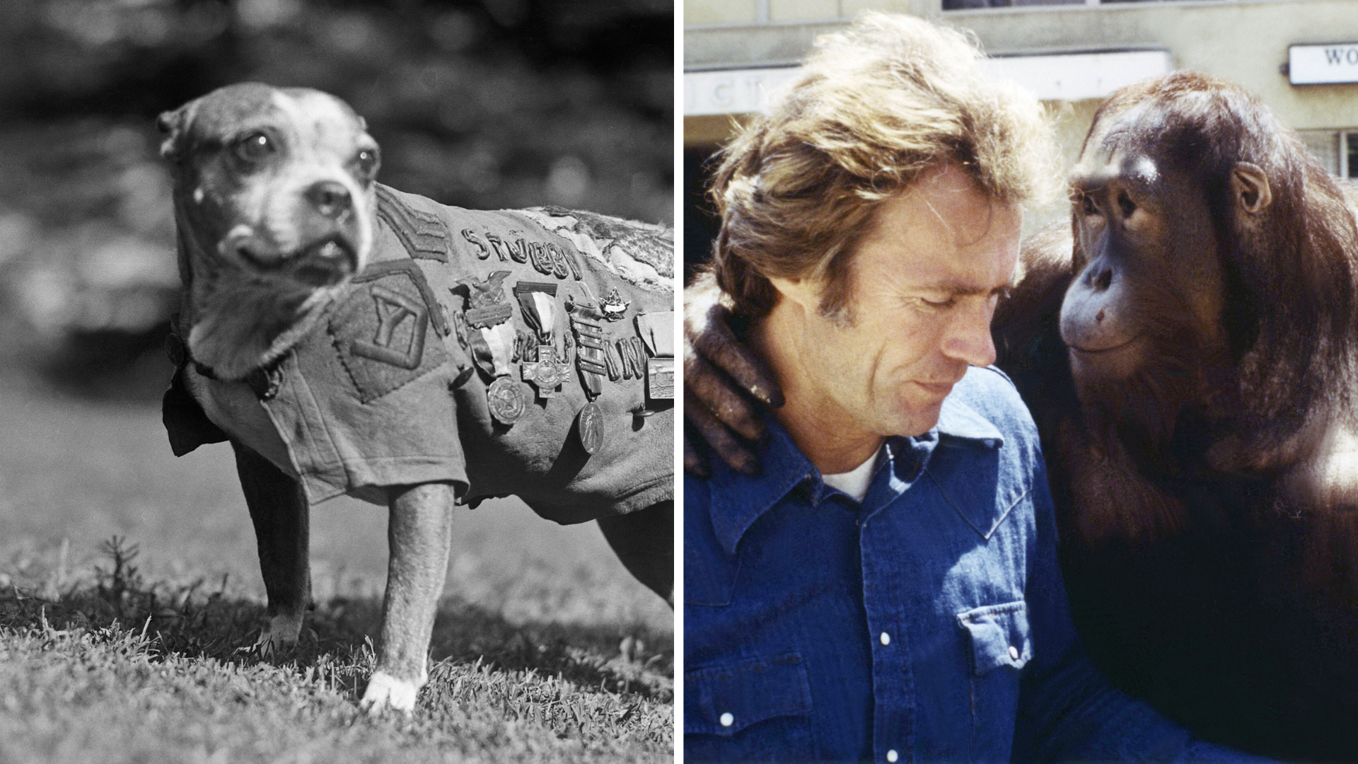 19 animals who stole the spotlight (and never gave it back)