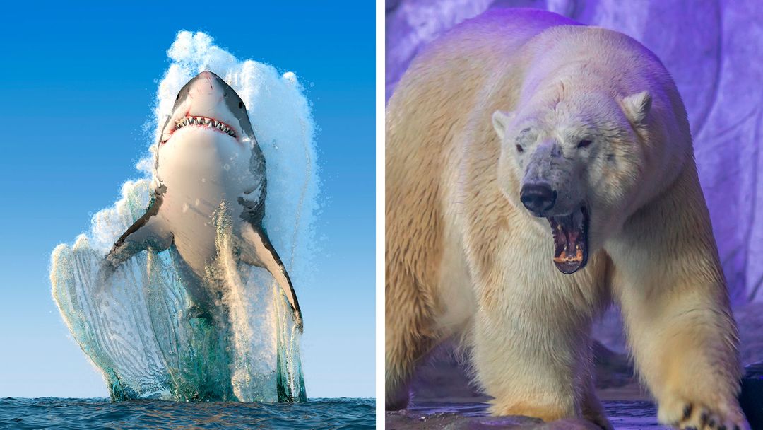 Dangers of 8 deadly sea creatures