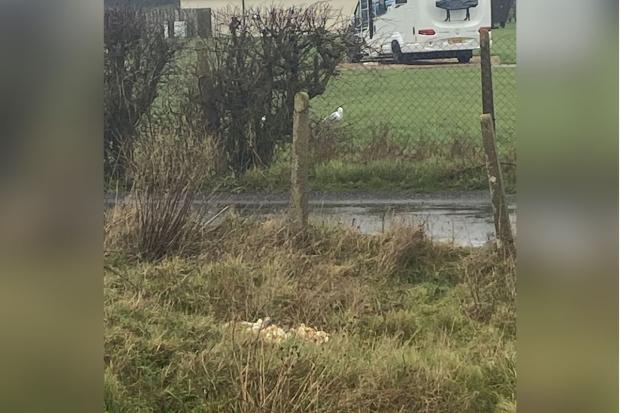 Woman's horror after finding huge pile of dead chicks while walking dog