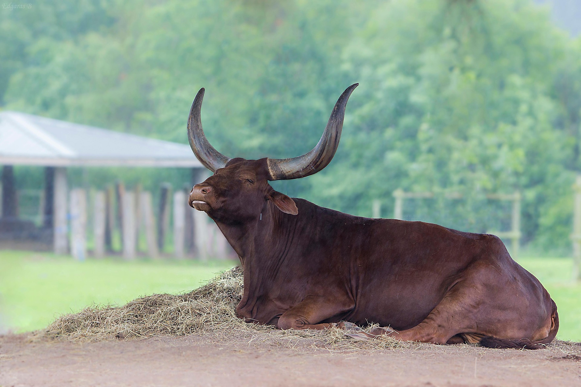 9 Animals That Look Threatening but Are Not Wild