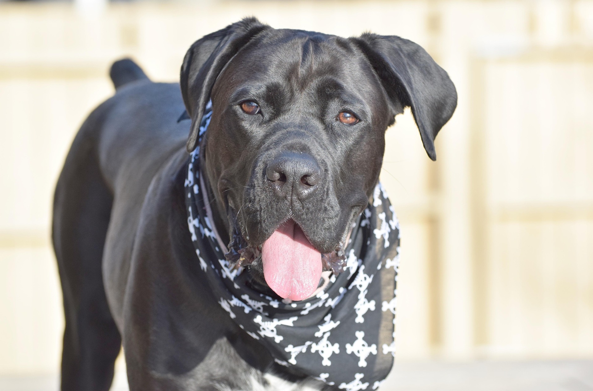 These 9 signs reveal that your dog loves you more than you imagine