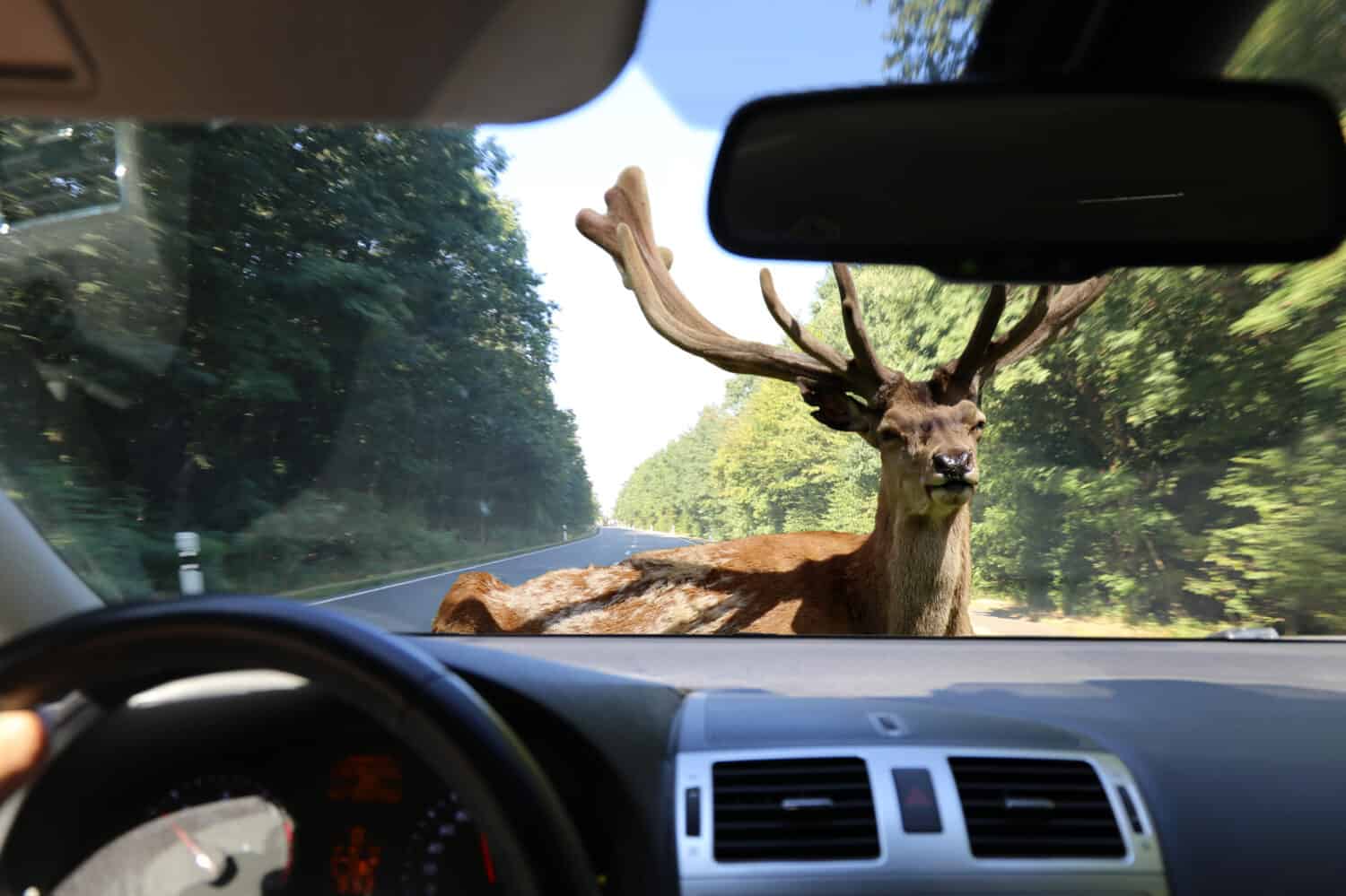 What to do if you hit a deer with your vehicle