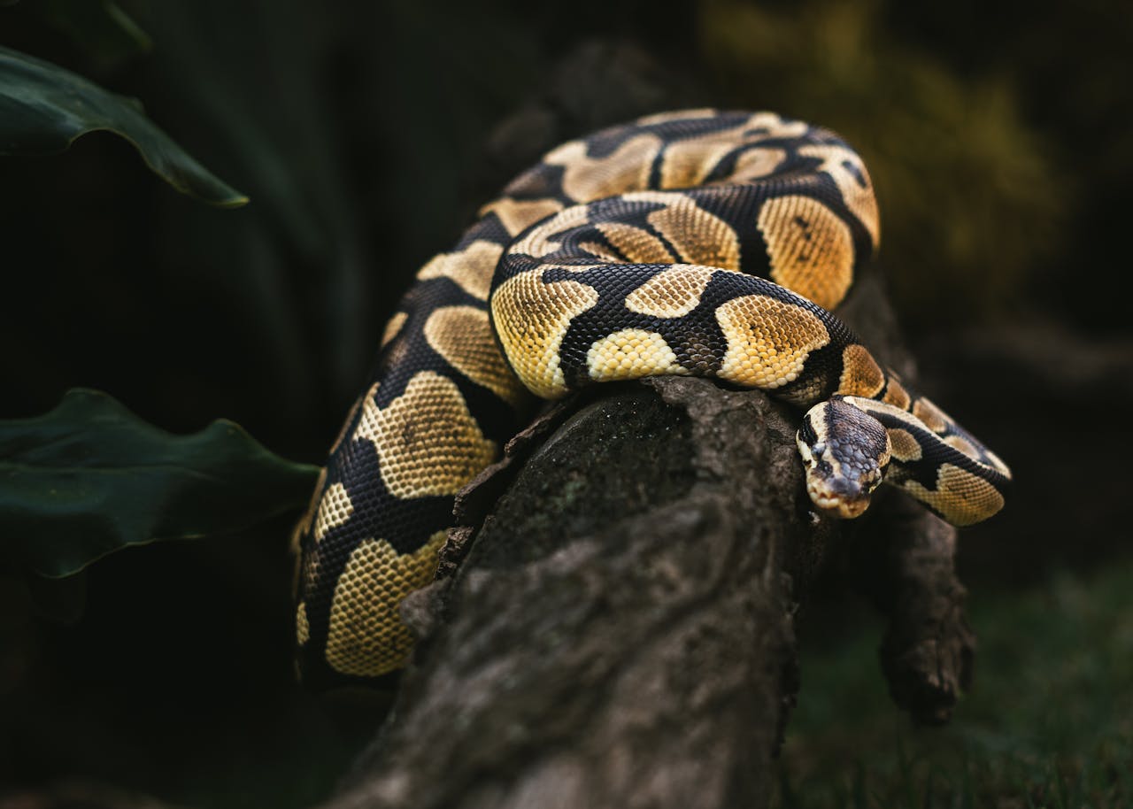 Florida hit reptile-danger cold, but invasive pythons are still hanging on