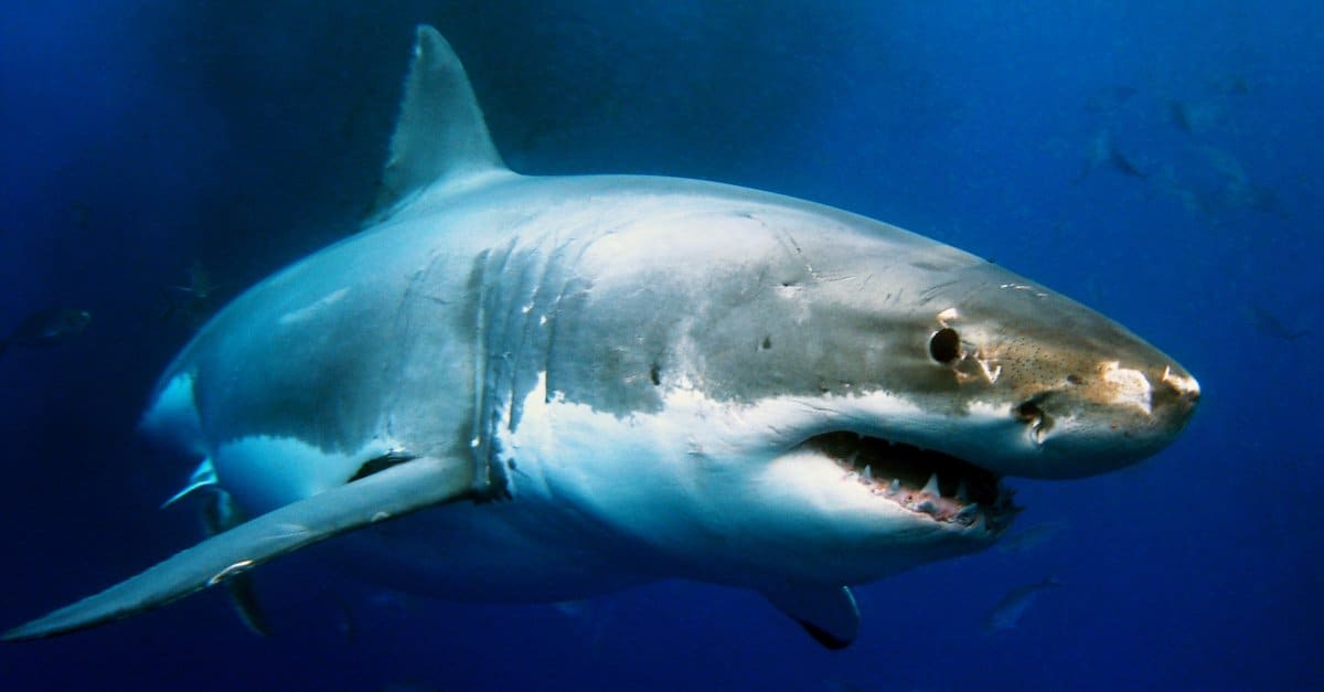 These monsters of the deep sea are surprisingly intelligent