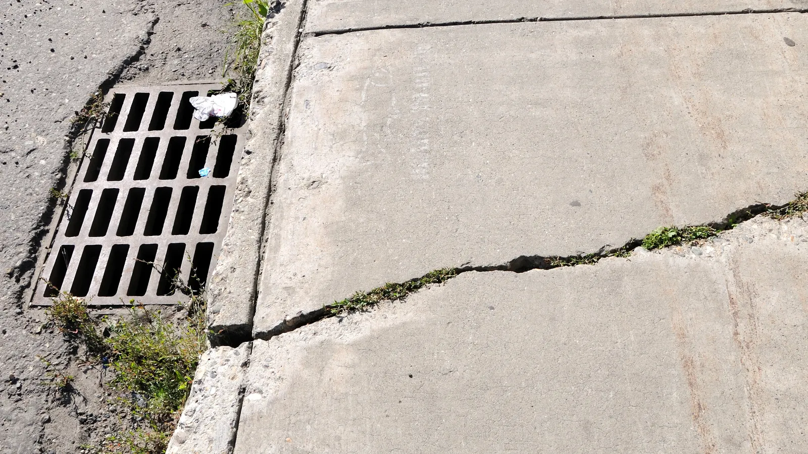 A record Florida cold snap made iguanas fall from trees, and neighbors ...