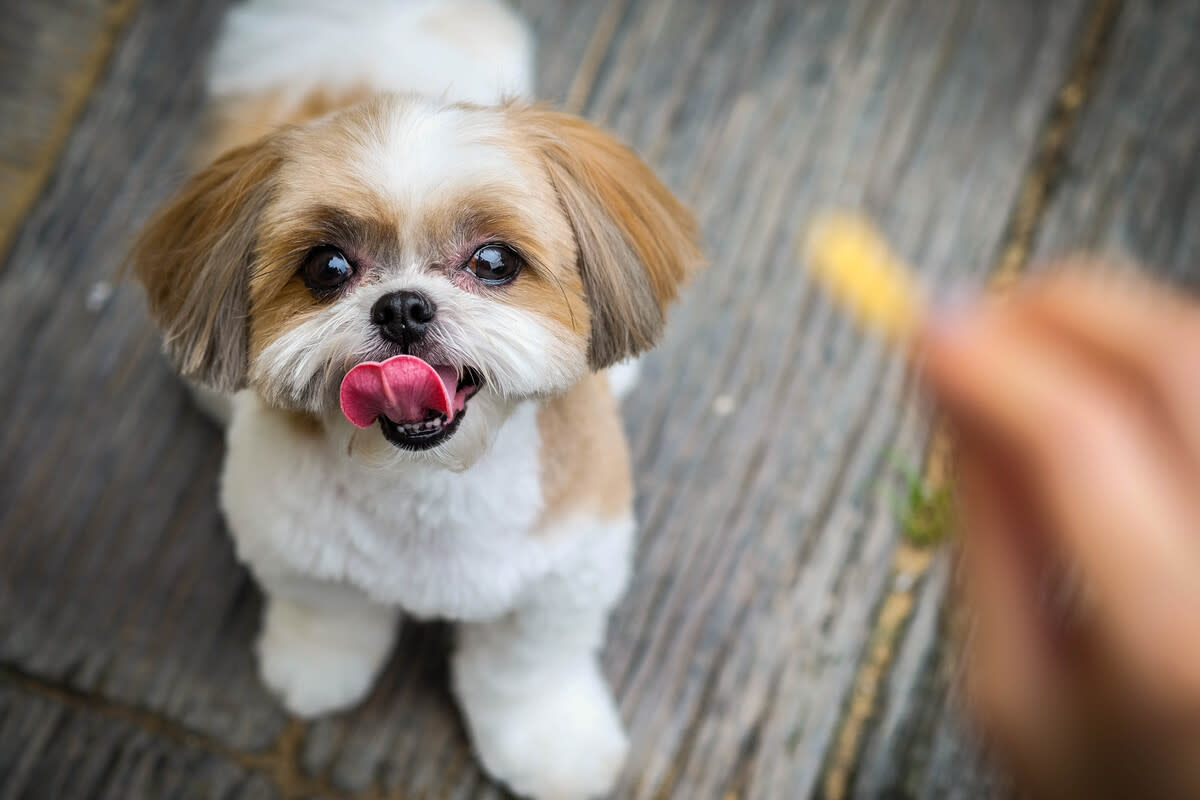 Sick Shih Tzu isn't hungry until dad drops the magic word