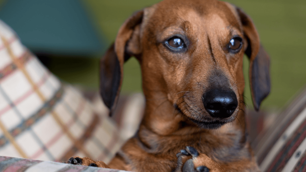 How happy do you make your dog? Find out with this short quiz for owners