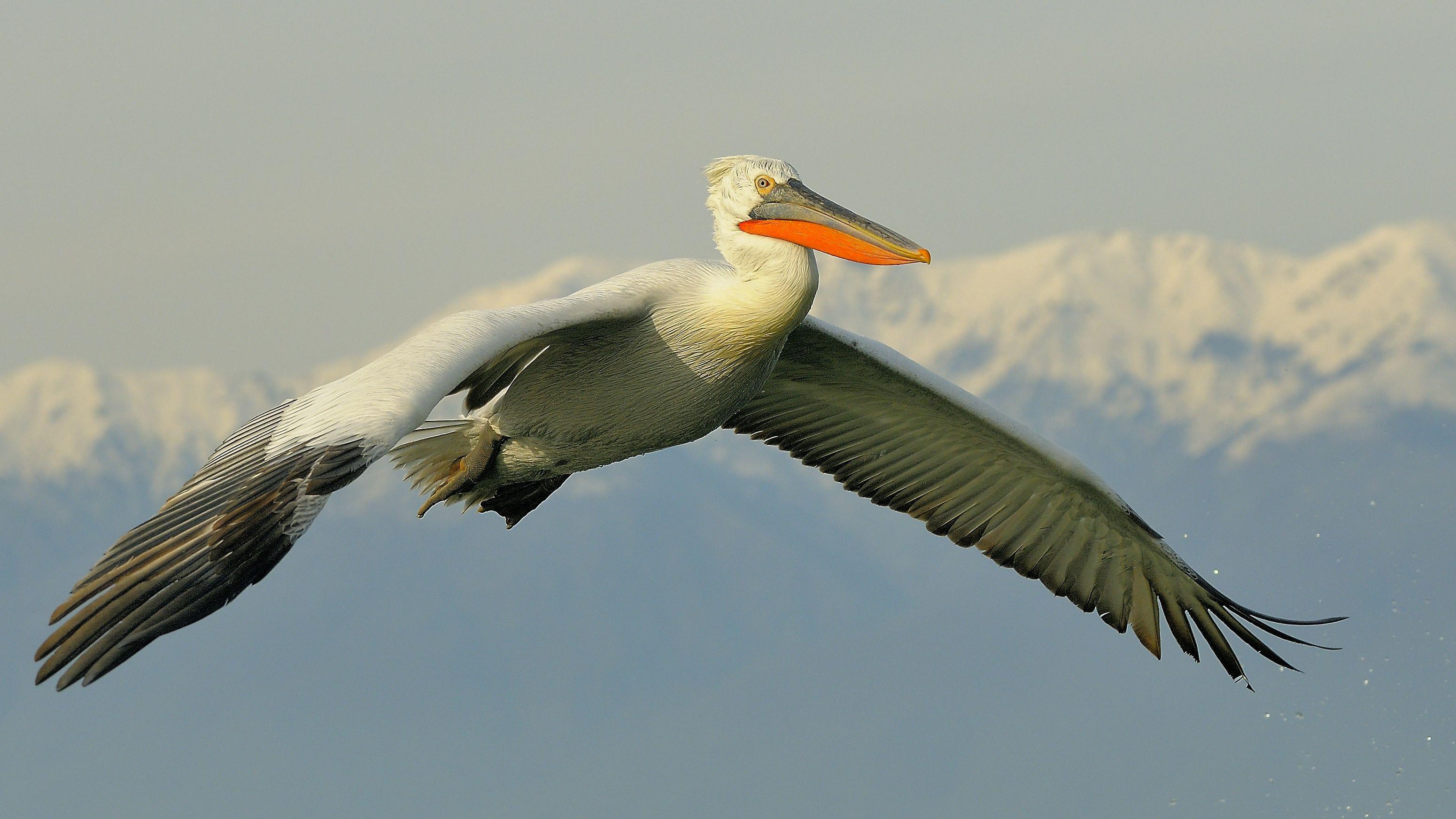 Largest bird to ever live in UK could make a return