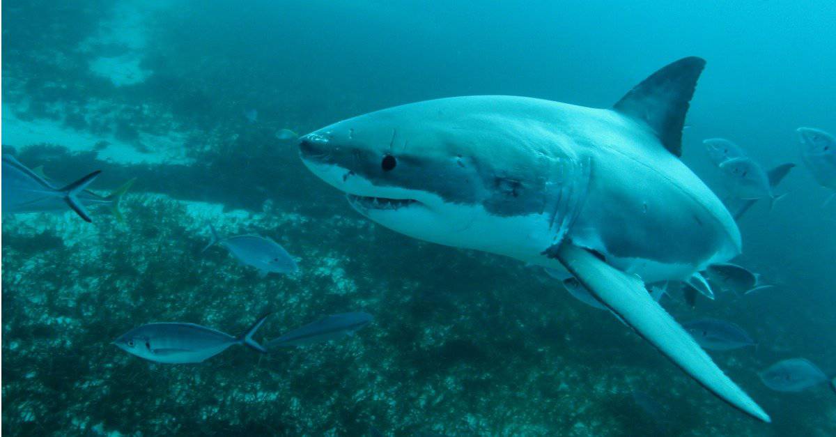 These monsters of the deep sea are surprisingly intelligent