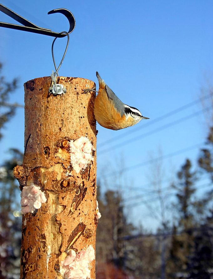 The 4 foods nuthatches love to eat