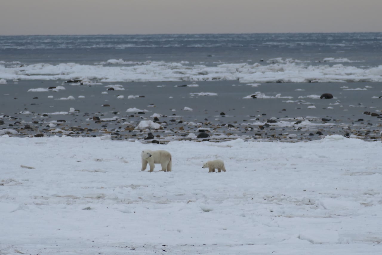 How these polar bears are beating the odds against climate change