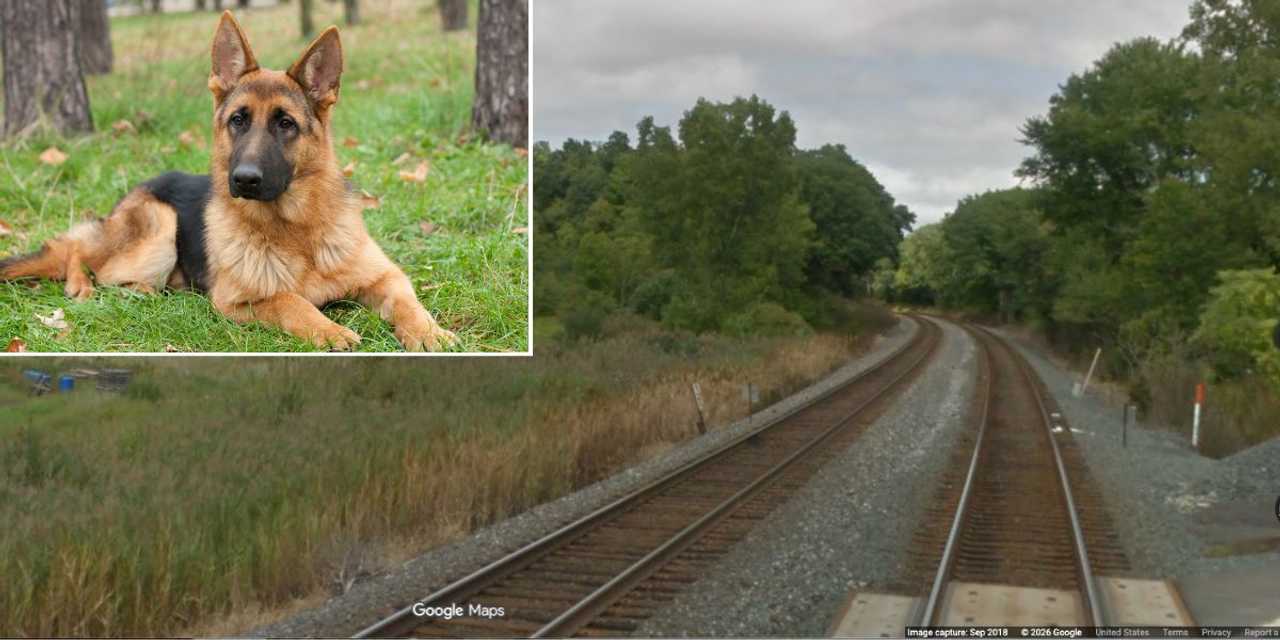 2 German shepherds found dead on tracks near Coxsackie