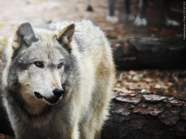 Wolf spotted in Truckee crosses into Nevada