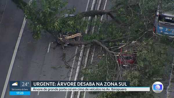 Árvore de grande porte cai em cima de carros e ônibus na Avenida ...