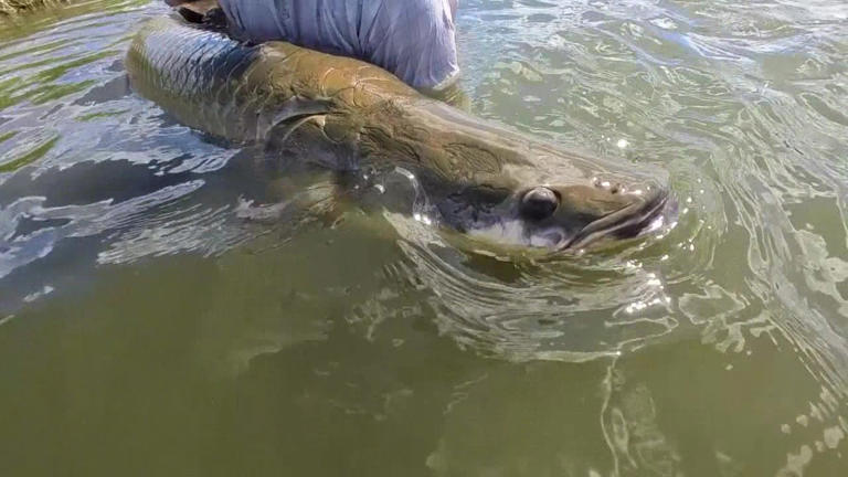 Real-life Jurassic Park: Amazonian 'river monsters' now in Florida