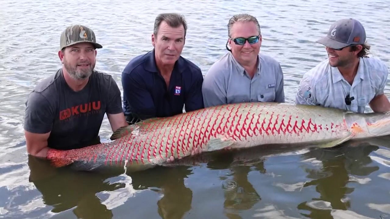 Real-life Jurassic Park: Amazonian 'river monsters' now in Florida