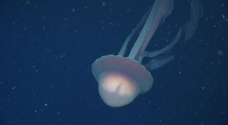 See it: Rare bus-sized phantom jellyfish caught on deep sea video off ...