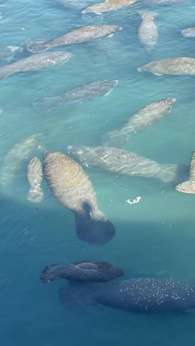 Over 200 manatees came to warm up at the Manatee Lagoon