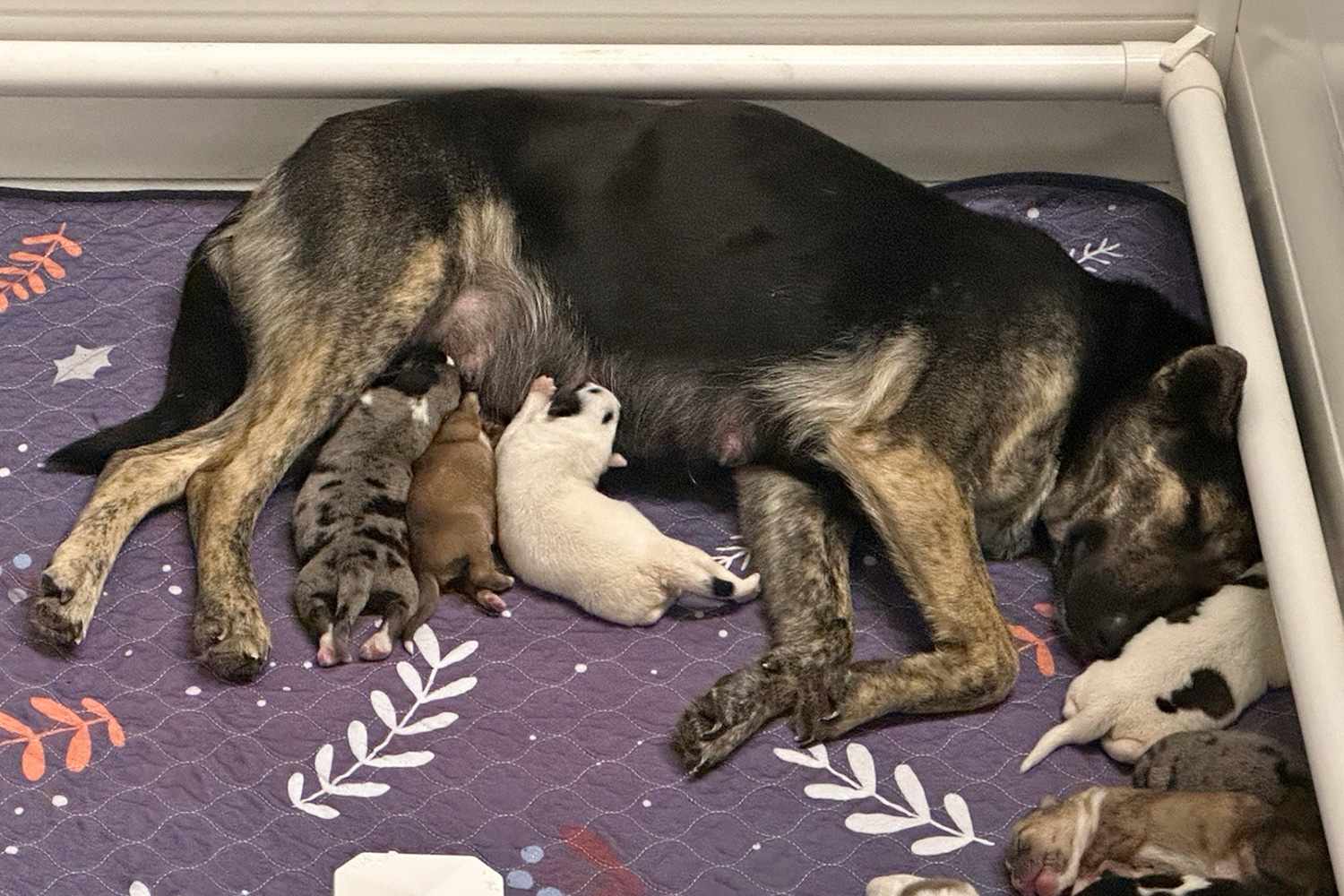 Pregnant dog found in freezing snow with 17 other dogs gives birth ...