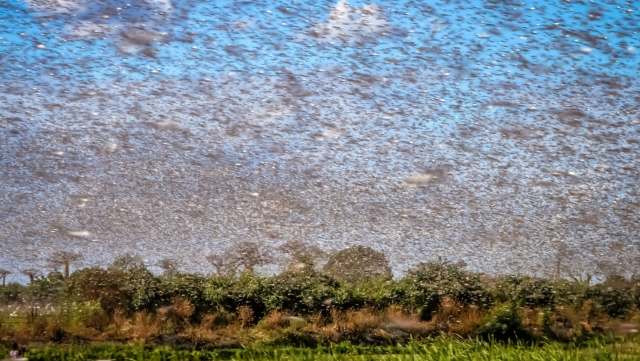 Farmers combat apocalyptic swarm of insects with groundbreaking ...