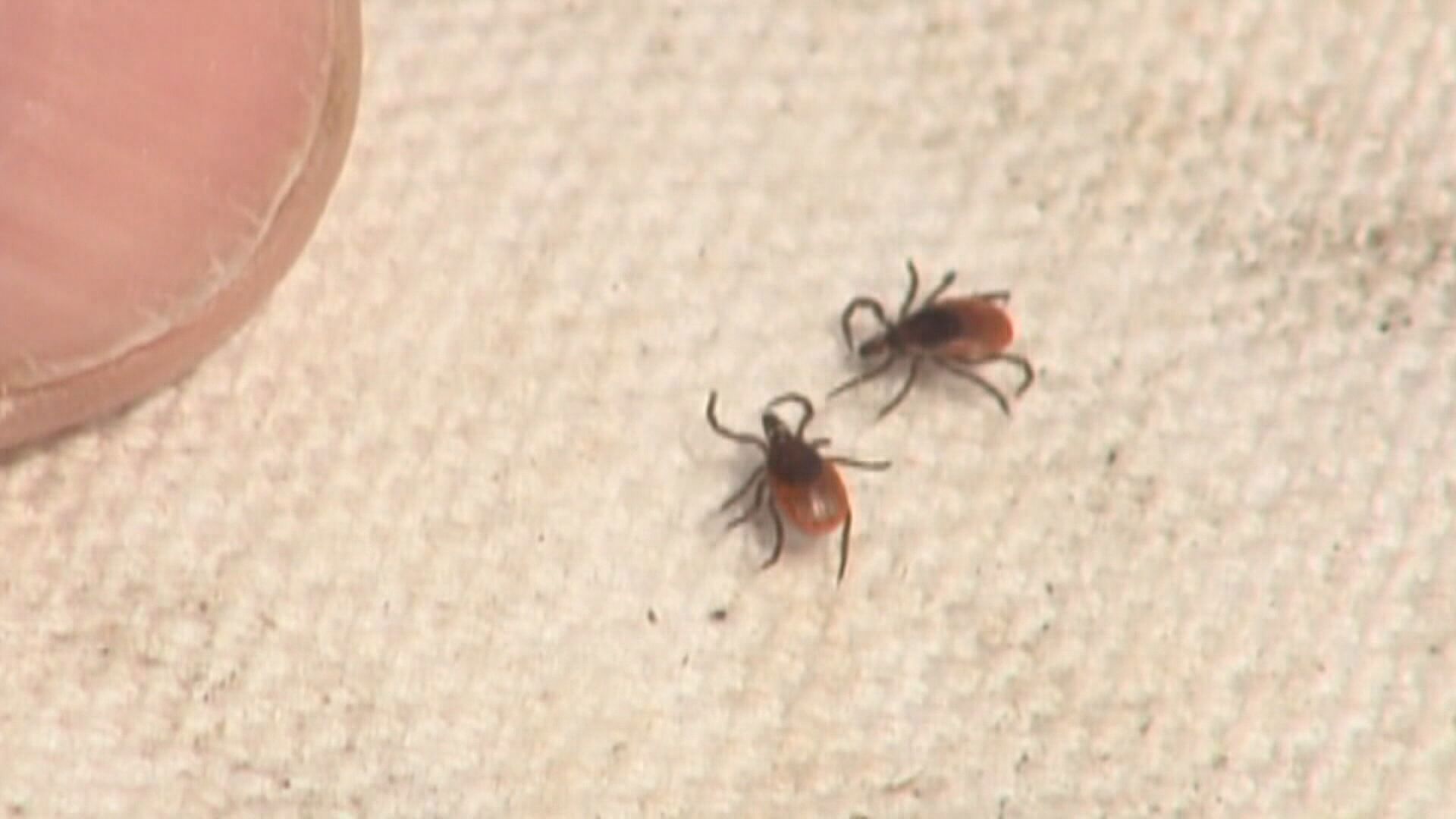 Did the brutally cold temperatures kill off any ticks?