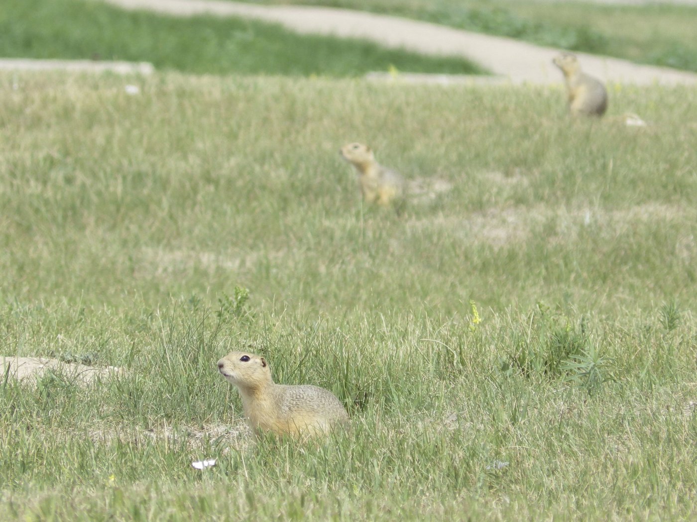 Alberta, Saskatchewan urge Ottawa to approve gopher poison following ...