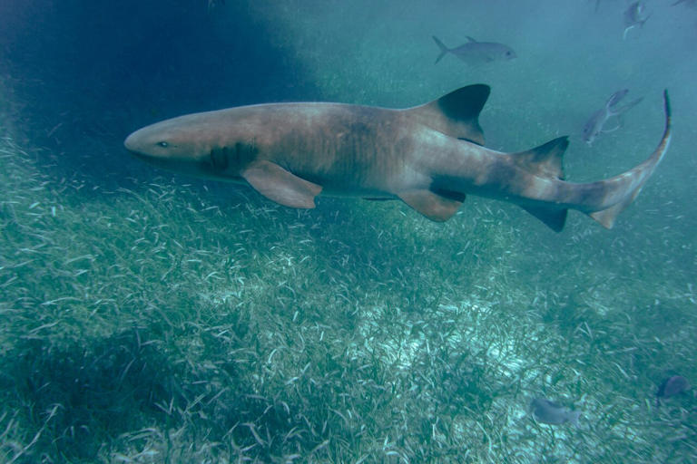 Urban light pollution disrupts nighttime melatonin in wild nurse sharks