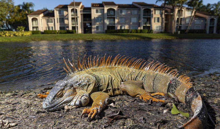 'Frozen' iguanas fall from trees in South Florida. See photos
