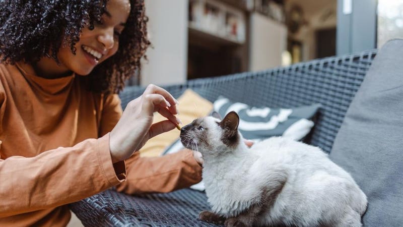15 hypoallergenic cat breeds for people with allergies