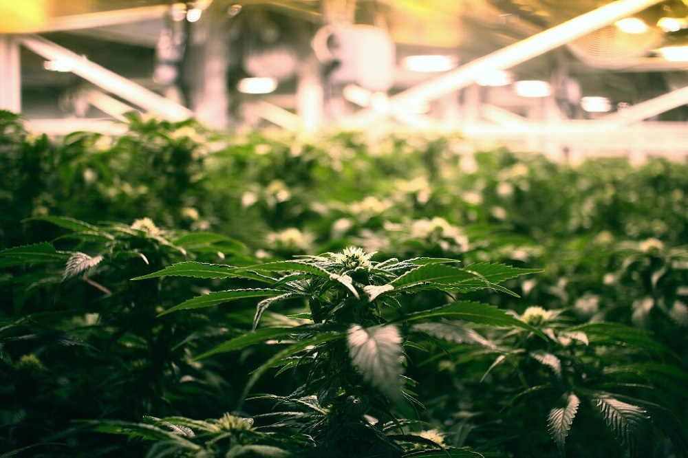 Reefer madness: Cannabis may cause psychosis in Canadian youth, study ...
