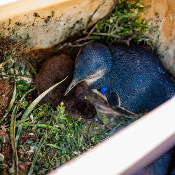 Meet the first little blue penguin chick raised at Birch Aquarium