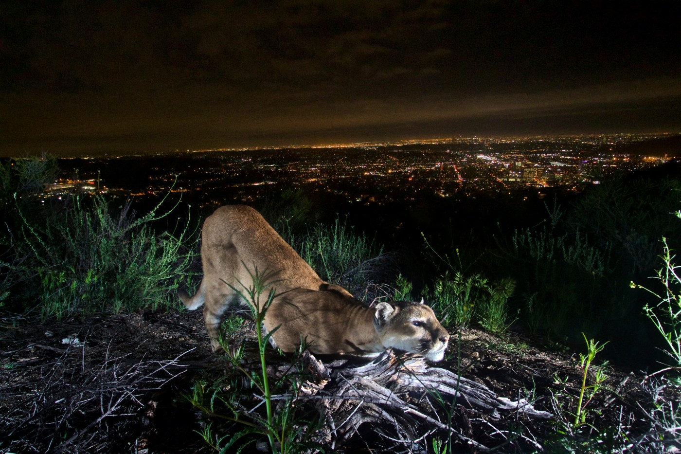 Santa Cruz Mountains | Puma protections could become permanent