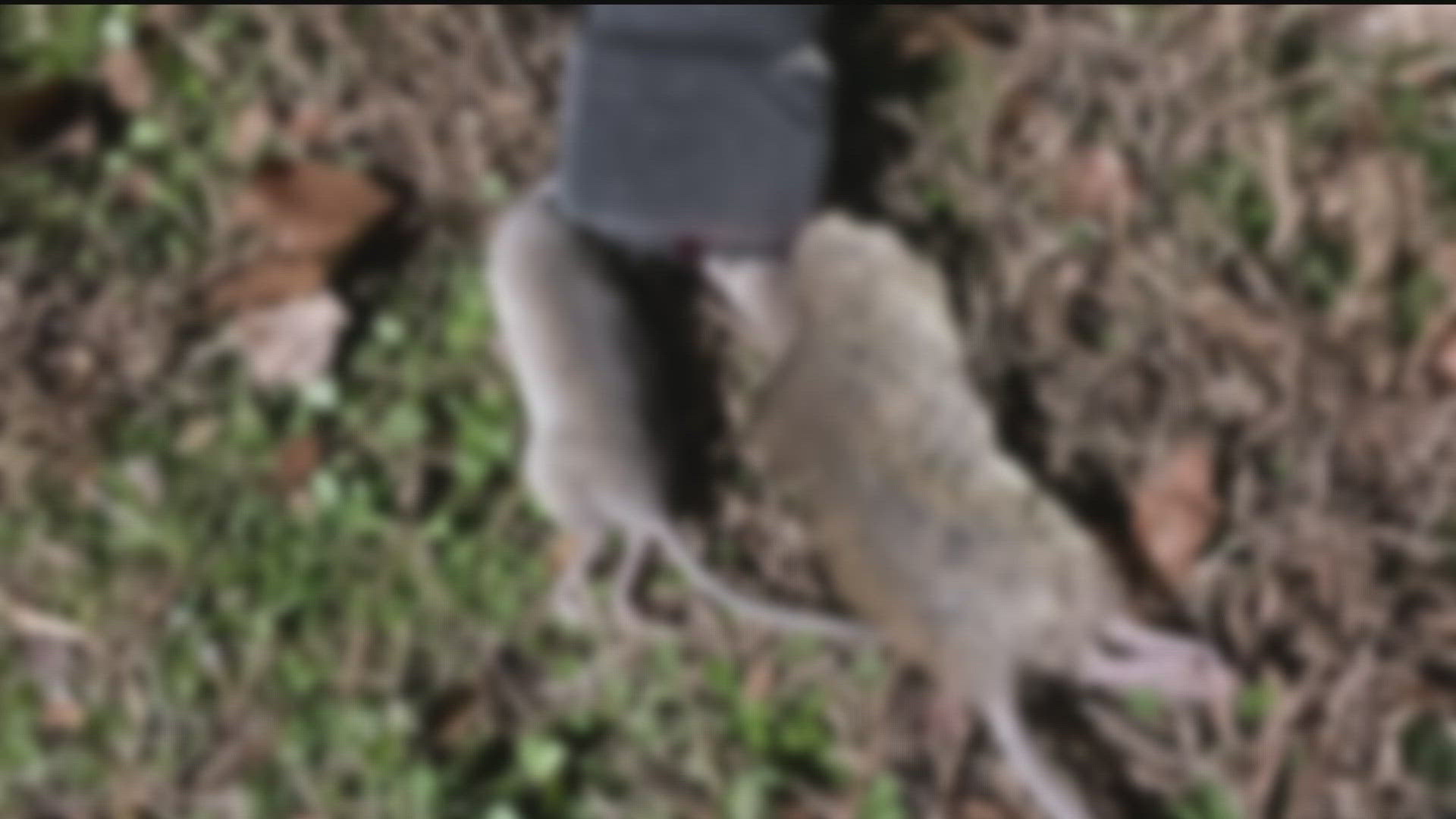 Tenants say Atlanta apartments are rat infested and have no heat ...
