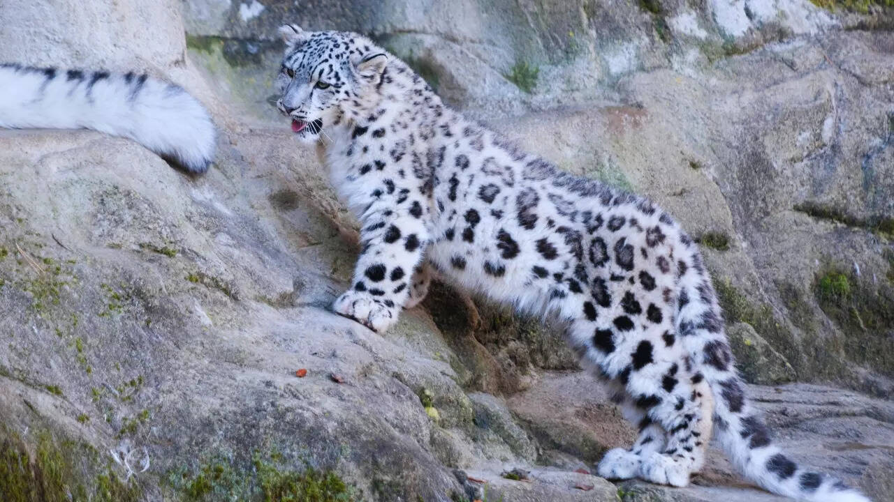 5 unique wildlife species found in the Indian Himalayas