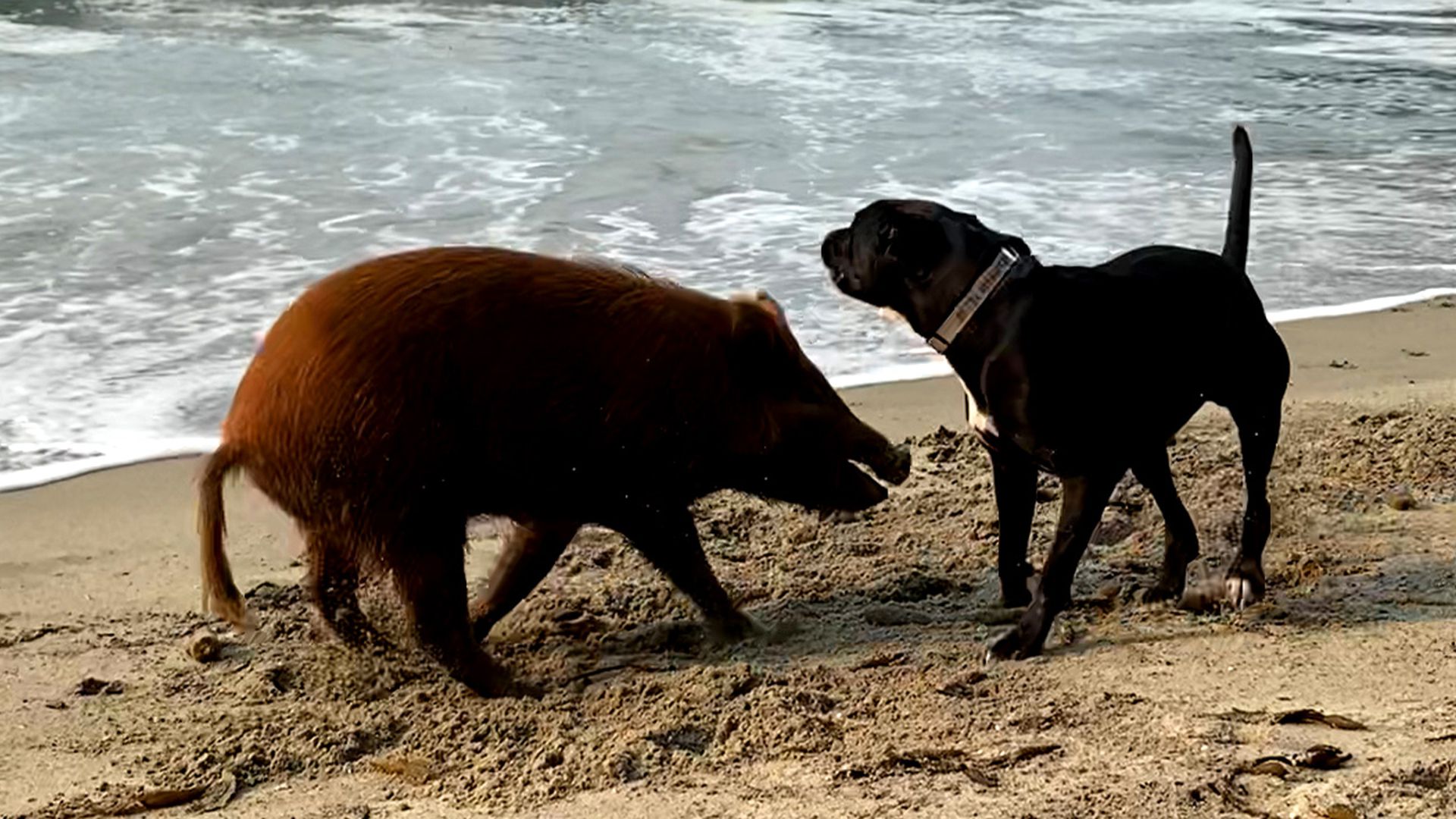 Pig raised by a Labrador thinks she's a dog too