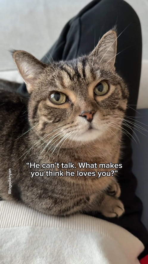 Adorable cat moments that speak louder than words