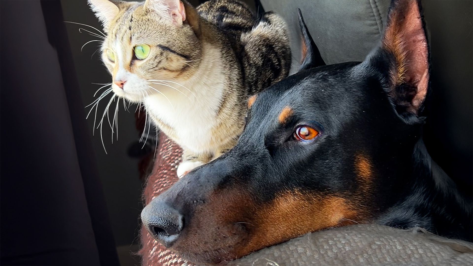 Gentle giant Doberman finds stray kittens and adopts them