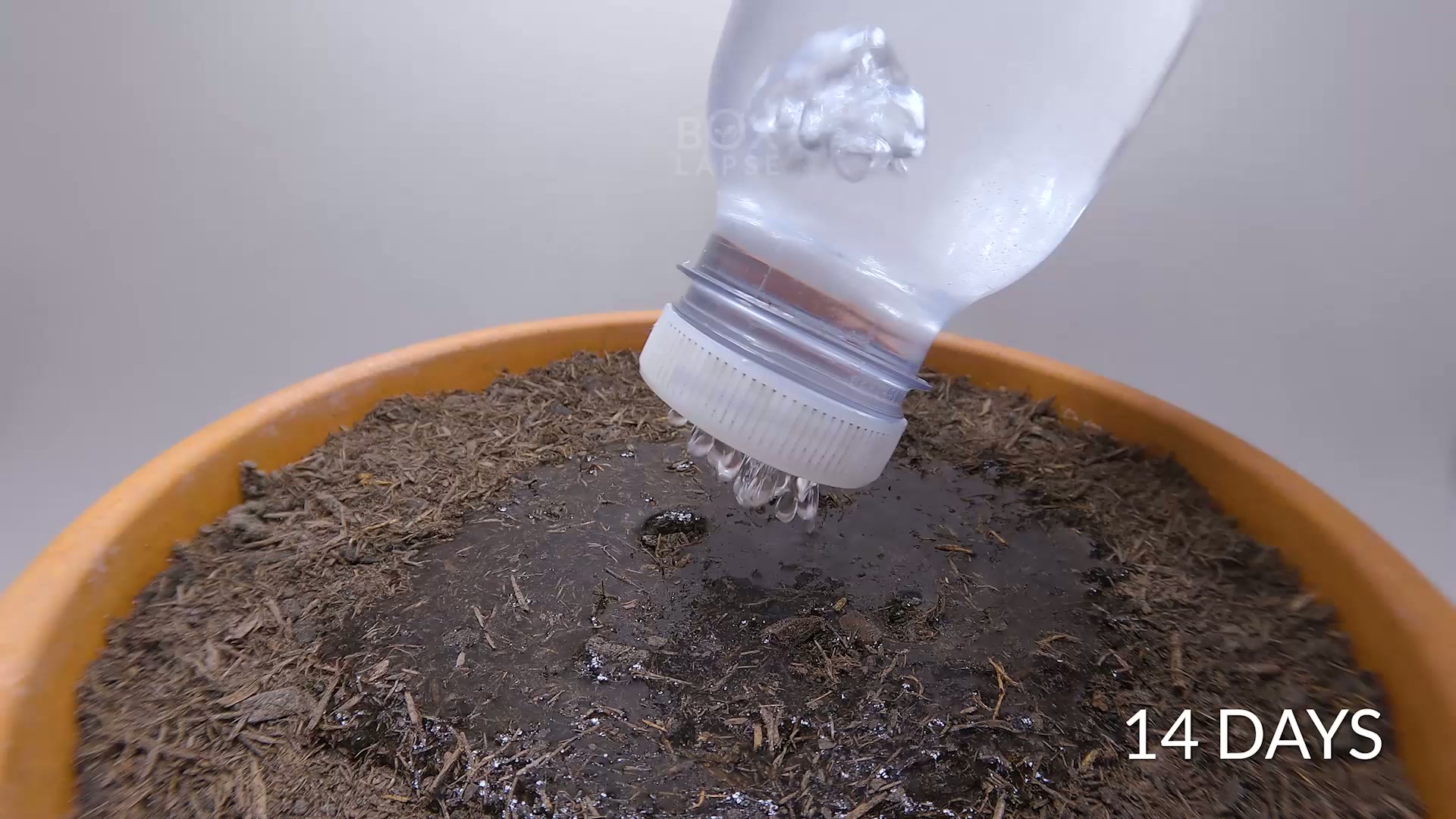 165 days of lemon tree growth in fast motion!