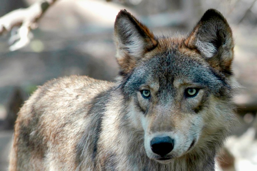 Maternal wolf in King Mountain pack dies, weeks after breeding male ...