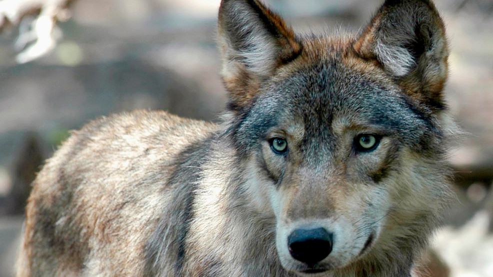 NDOW: GPS-collared wolf detected in Nevada, moving through Carson Range