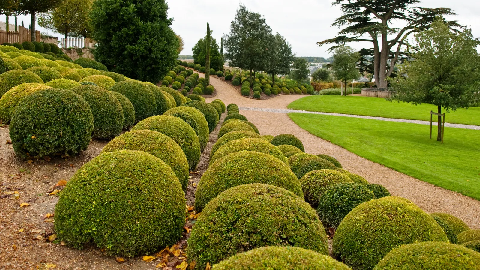 Why your boxwood turns yellow in winter and how to protect it