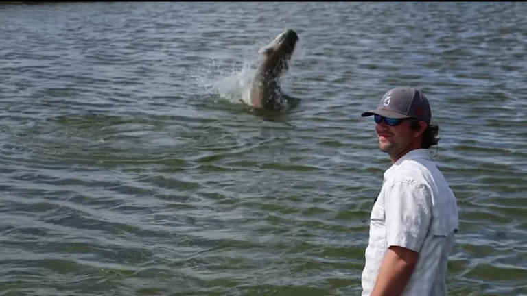 Real-life Jurassic Park: Amazonian 'river monsters' now in Florida