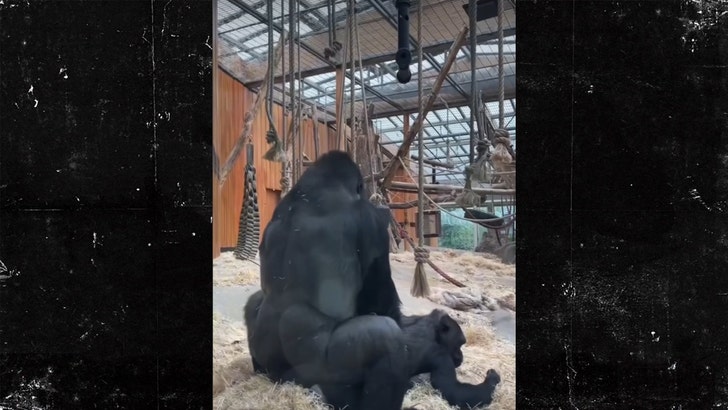 Awkward moment as gorillas mate at zoo in front of visitors