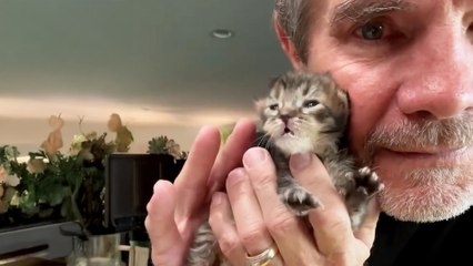 Tiny kitten won’t stop snuggling his rescuer’s beard