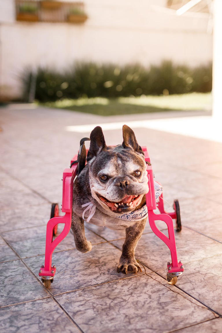 These adorable dog breeds will steal your heart right away