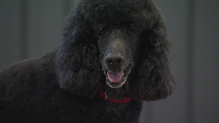 Wisconsin-trained poodle wins agility title at Westminster Dog Show